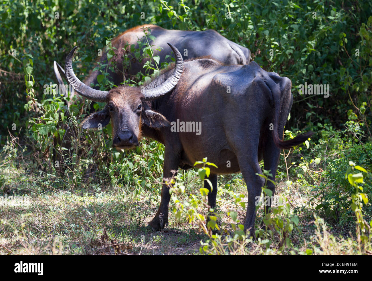 Asian Water Buffalo (Bubalus bubalis), Yala National Park, Sri Lanka ...