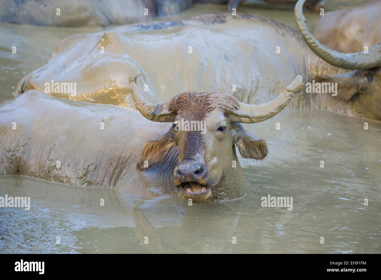 Buffalo wallow hi-res stock photography and images - Alamy