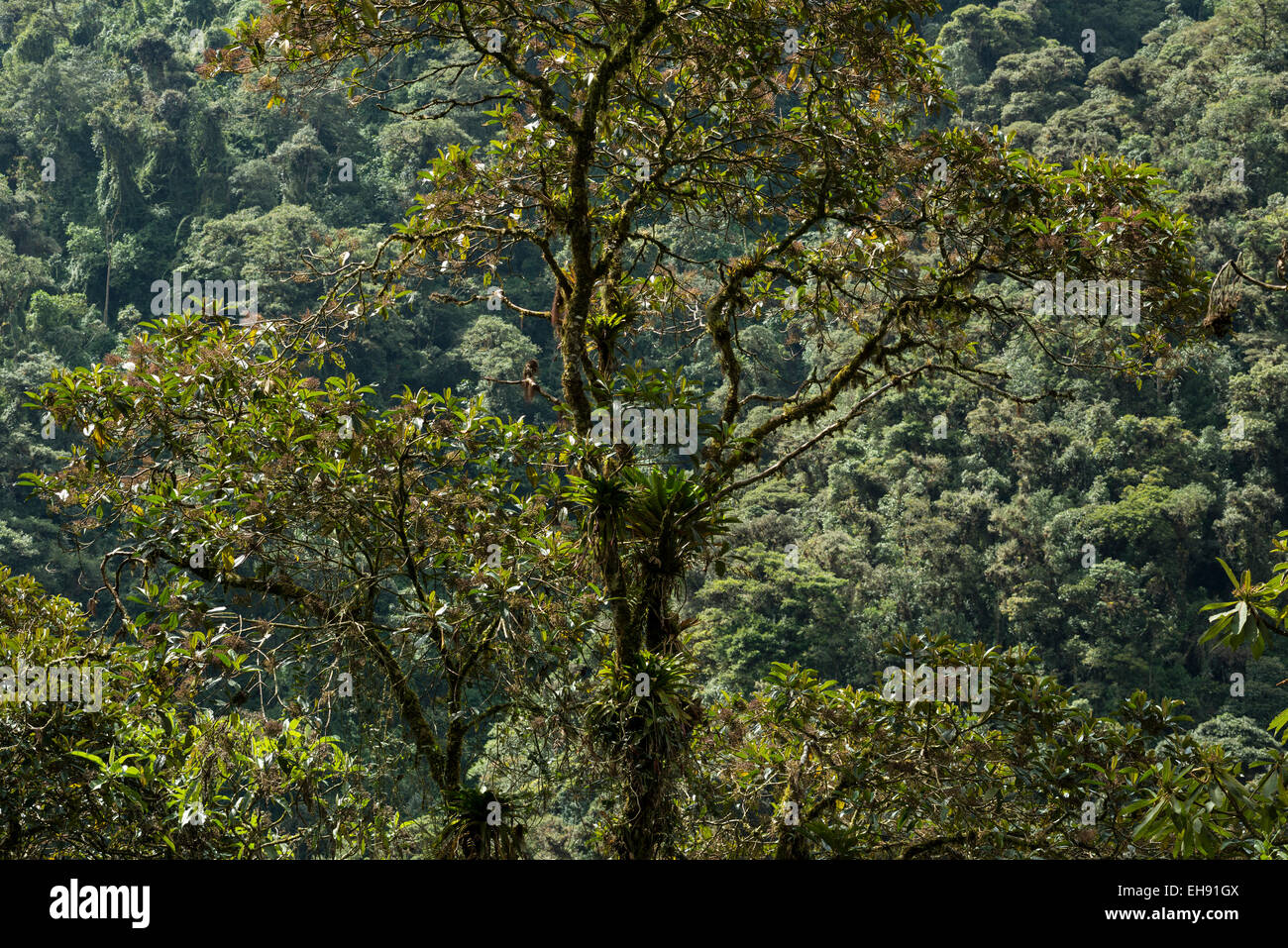 Emergent tree rising above the canopy Stock Photo - Alamy