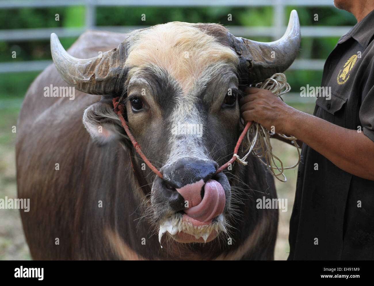 Buffalo named "Clonthong", the first cloned swamp buffalo derived from ...