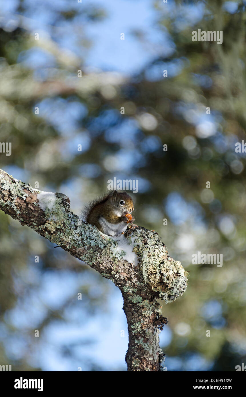 American red squirrel eating rose hi-res stock photography and images ...