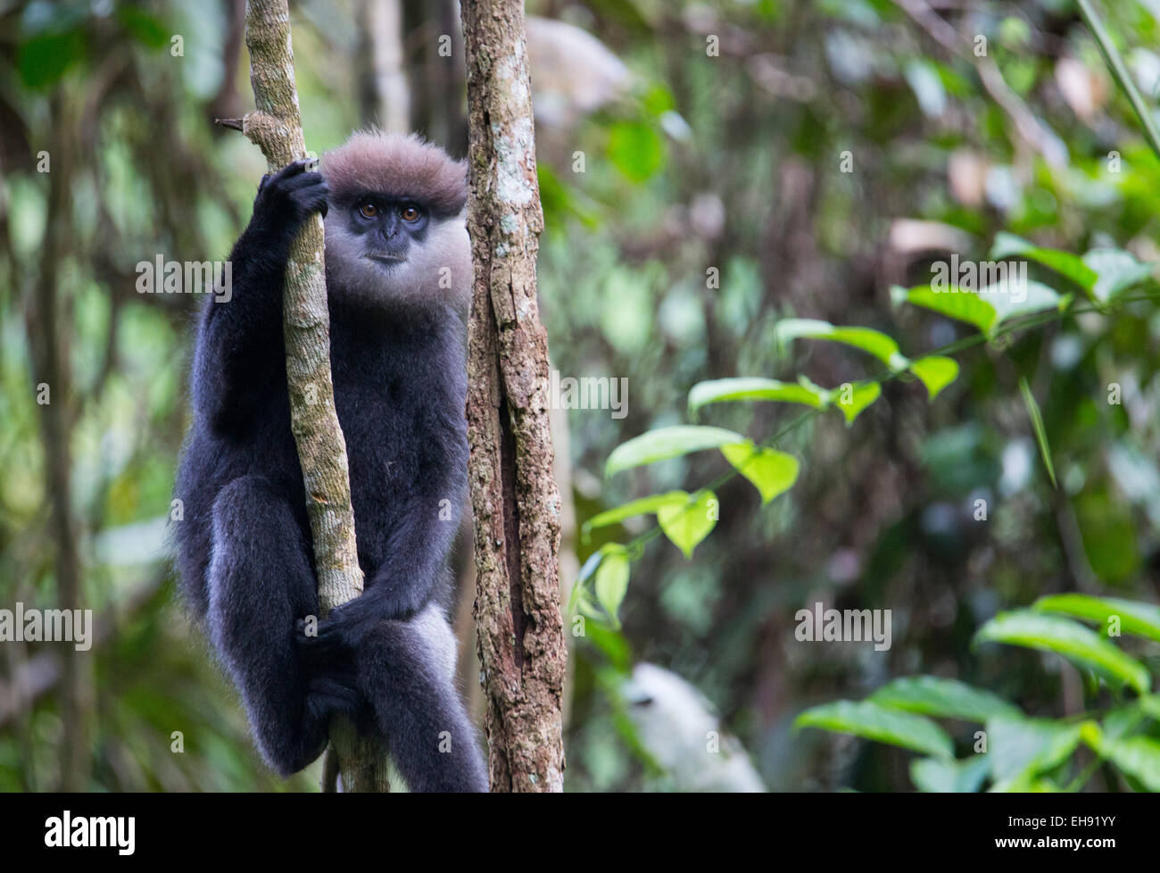 Semnopithecus vetulus hi-res stock photography and images - Alamy