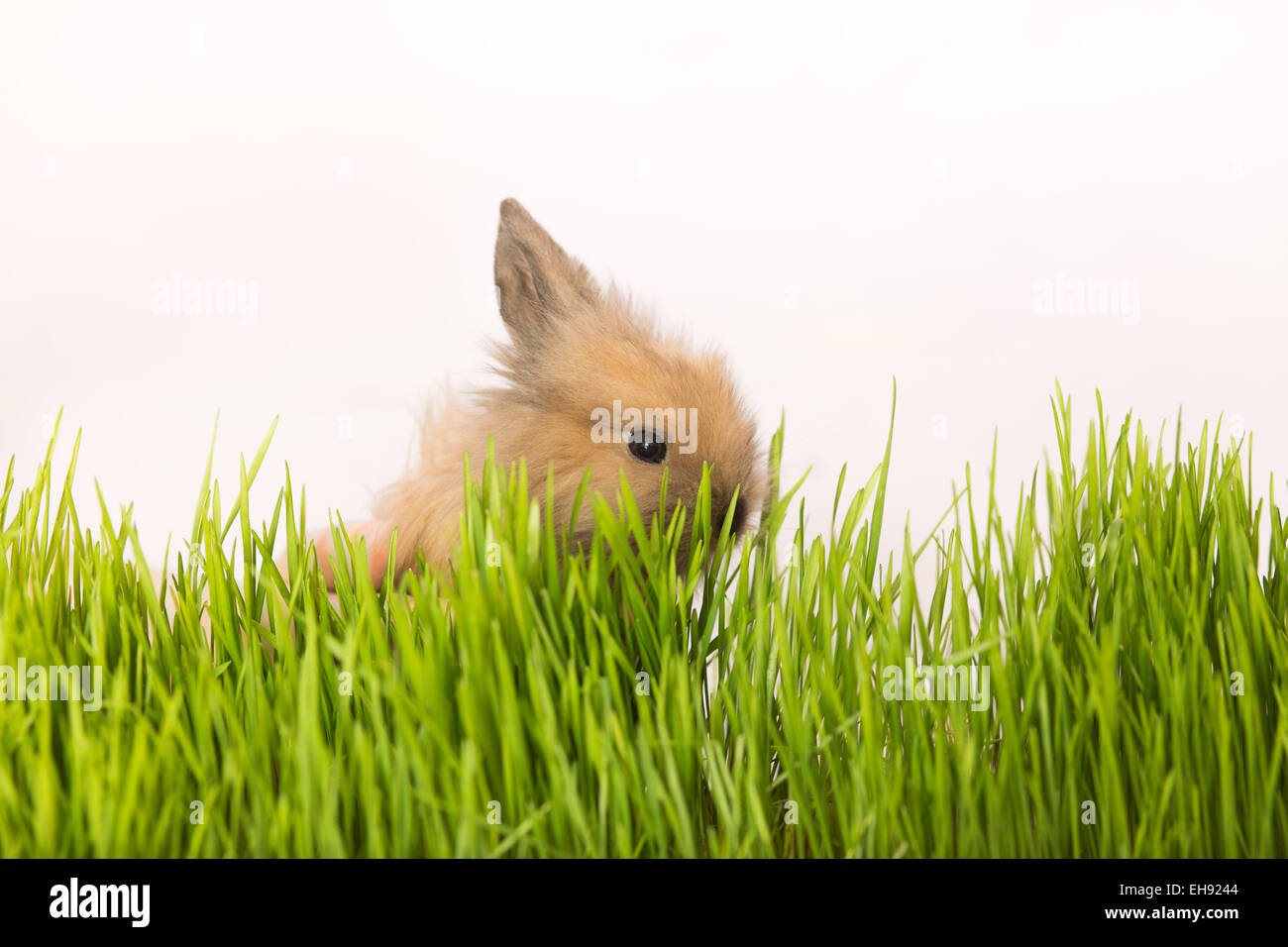 Fresh green grass and rabbit hi-res stock photography and images - Alamy