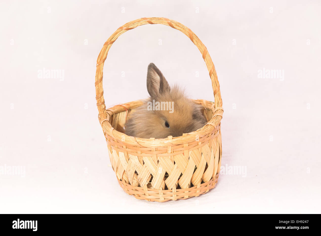 Bunny in the basket hi-res stock photography and images - Alamy