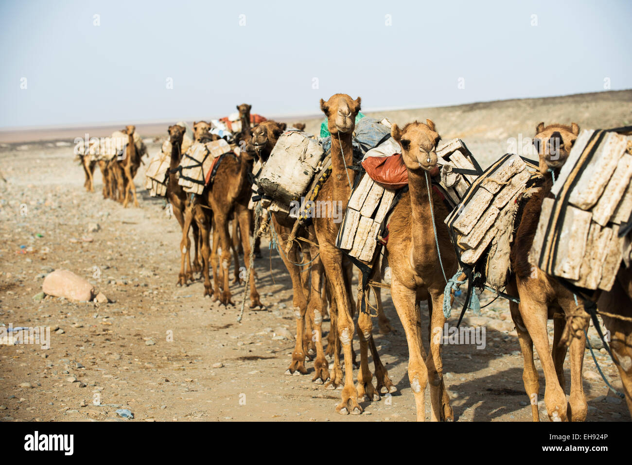 Salt caravan in the Danakil Depression Stock Photo - Alamy