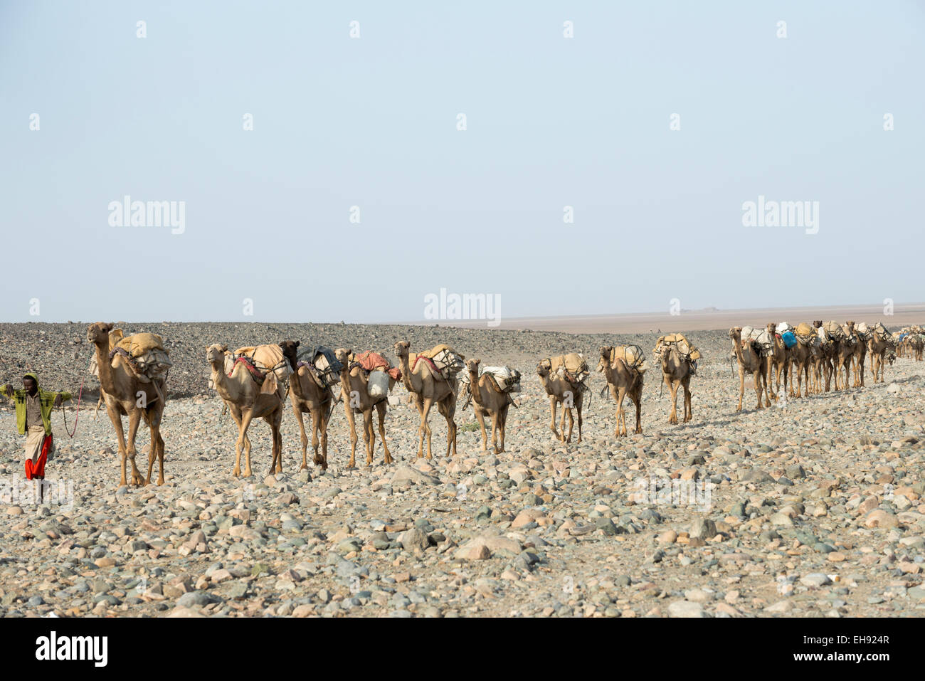 Salt caravan in the Danakil Depression Stock Photo - Alamy