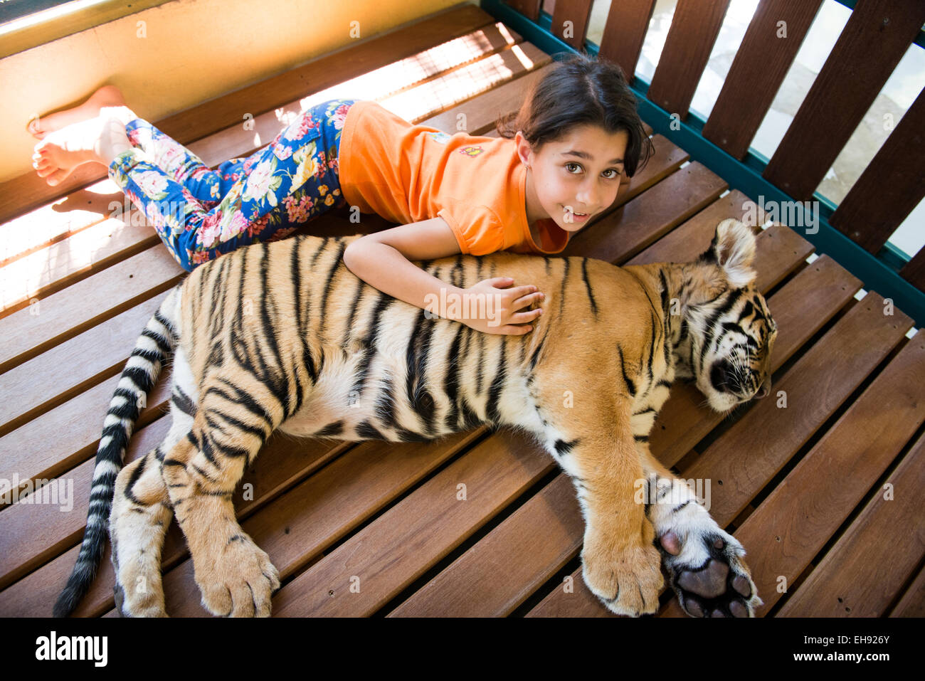 A girl hugging a tiger cub in Chiang Mai's Tiger kingdom Stock Photo ...