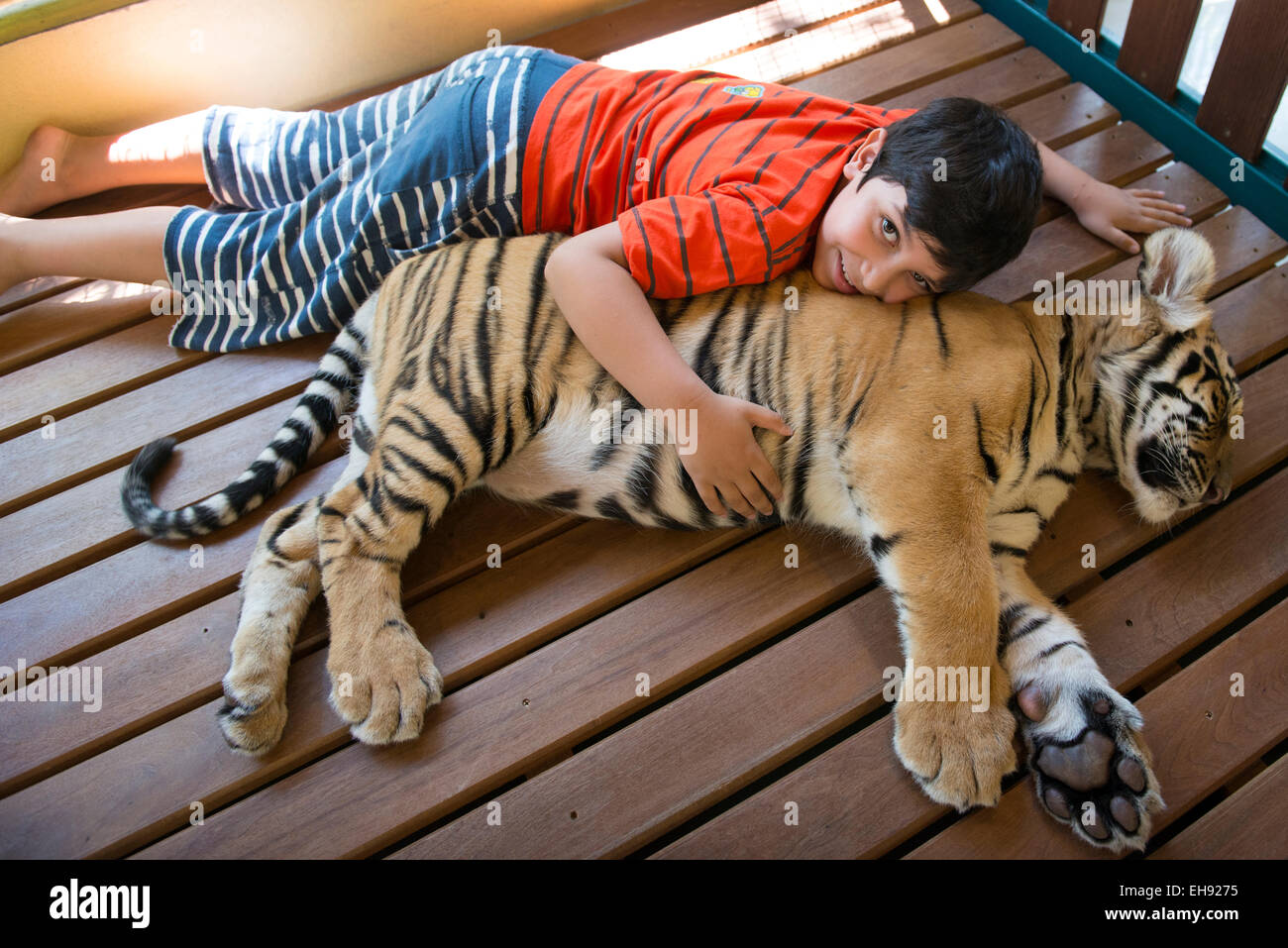 Indochinese tiger hi-res stock photography and images - Alamy
