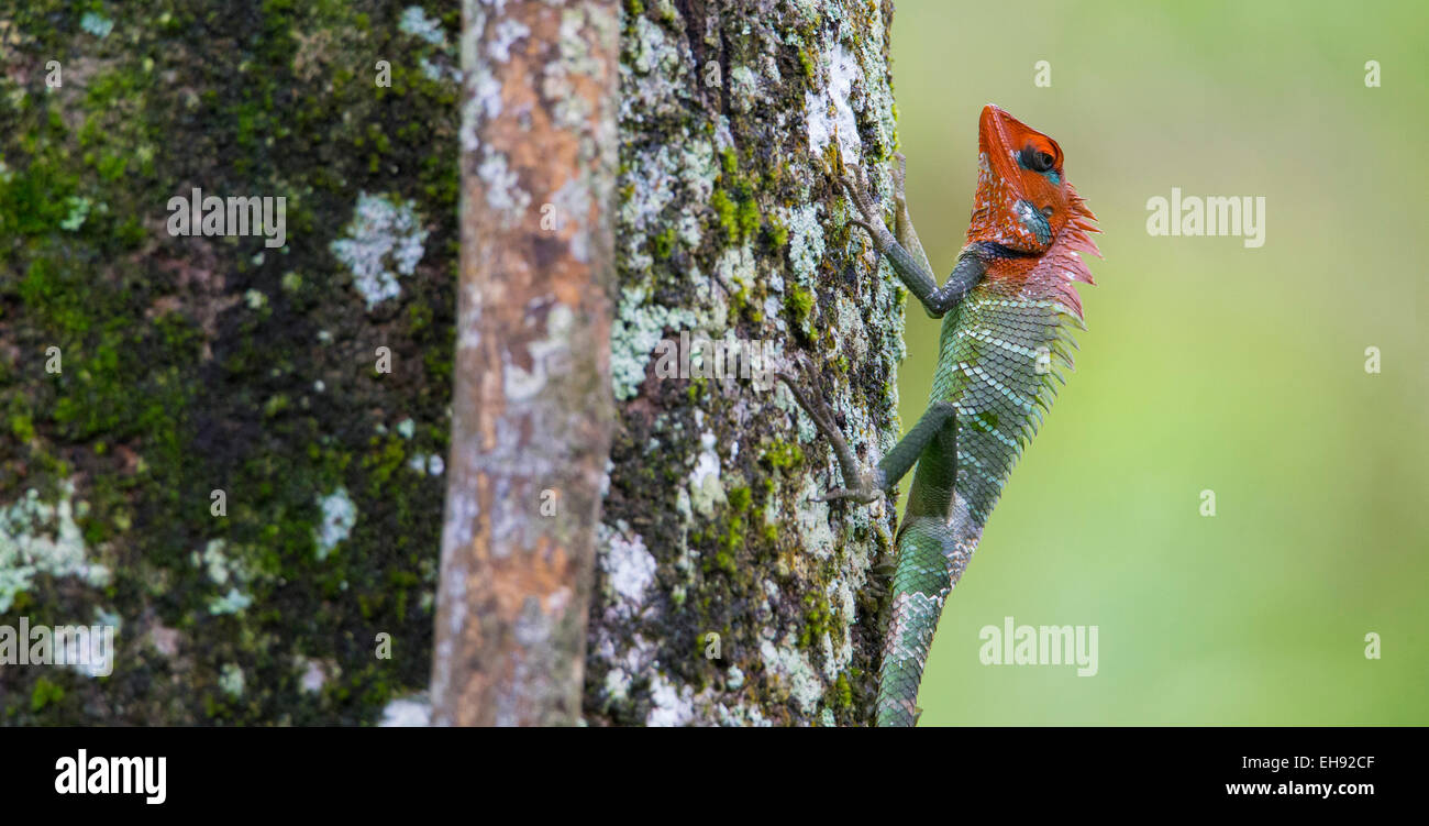 Calotes versicolor hi-res stock photography and images - Alamy