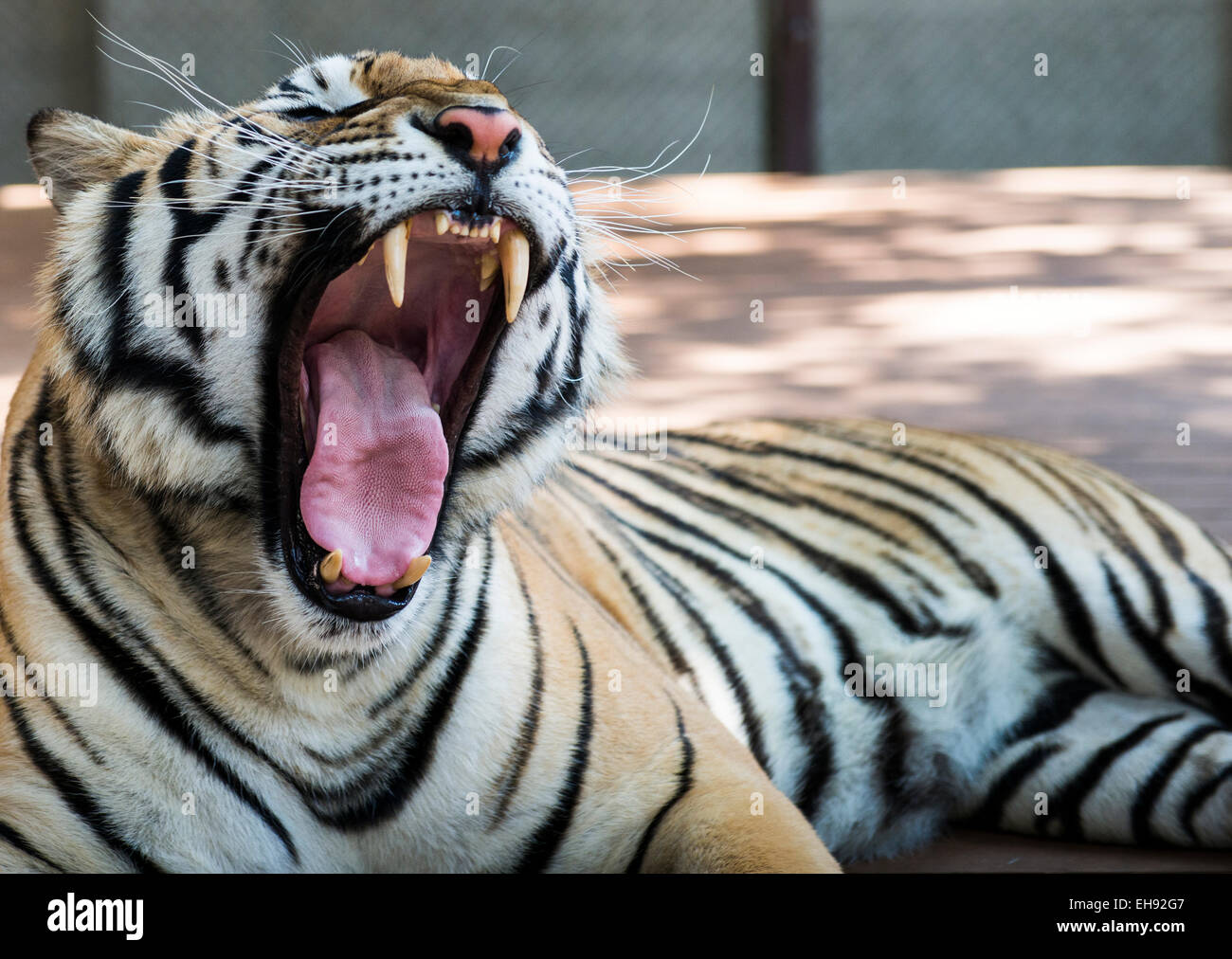 Yawn hi-res stock photography and images - Alamy