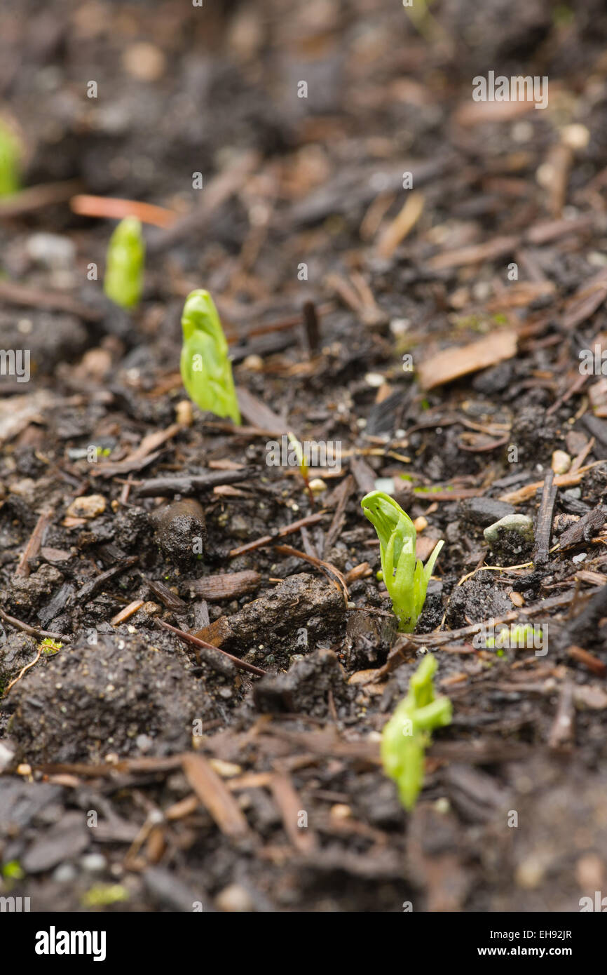 Snow pea plants sprouting in the ground in spring in Issaquah ...