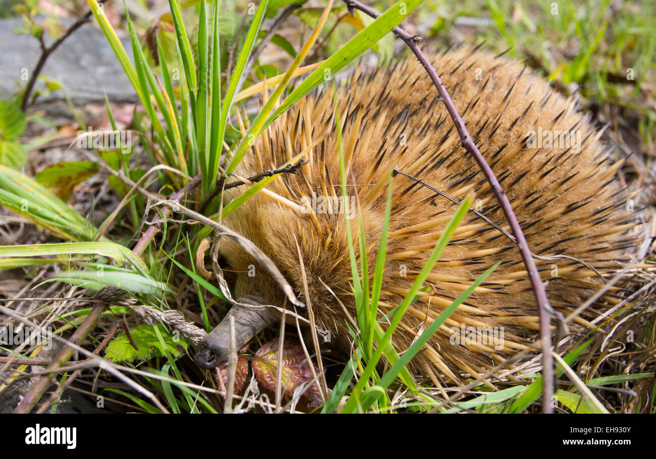 Short-beaked Echidna (Tachyglossus aculeatus) in a defensive ball ...