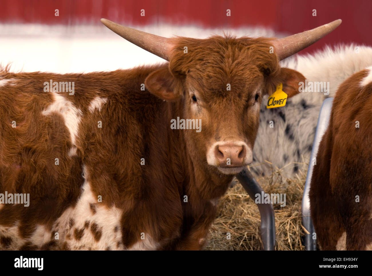 Red barn cow hi-res stock photography and images - Alamy