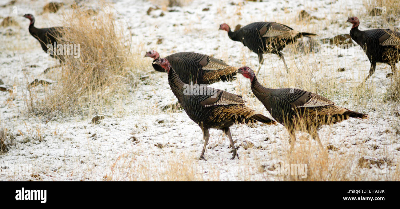 A wild rafter of Turkeys moves across the landscape Stock Photo - Alamy