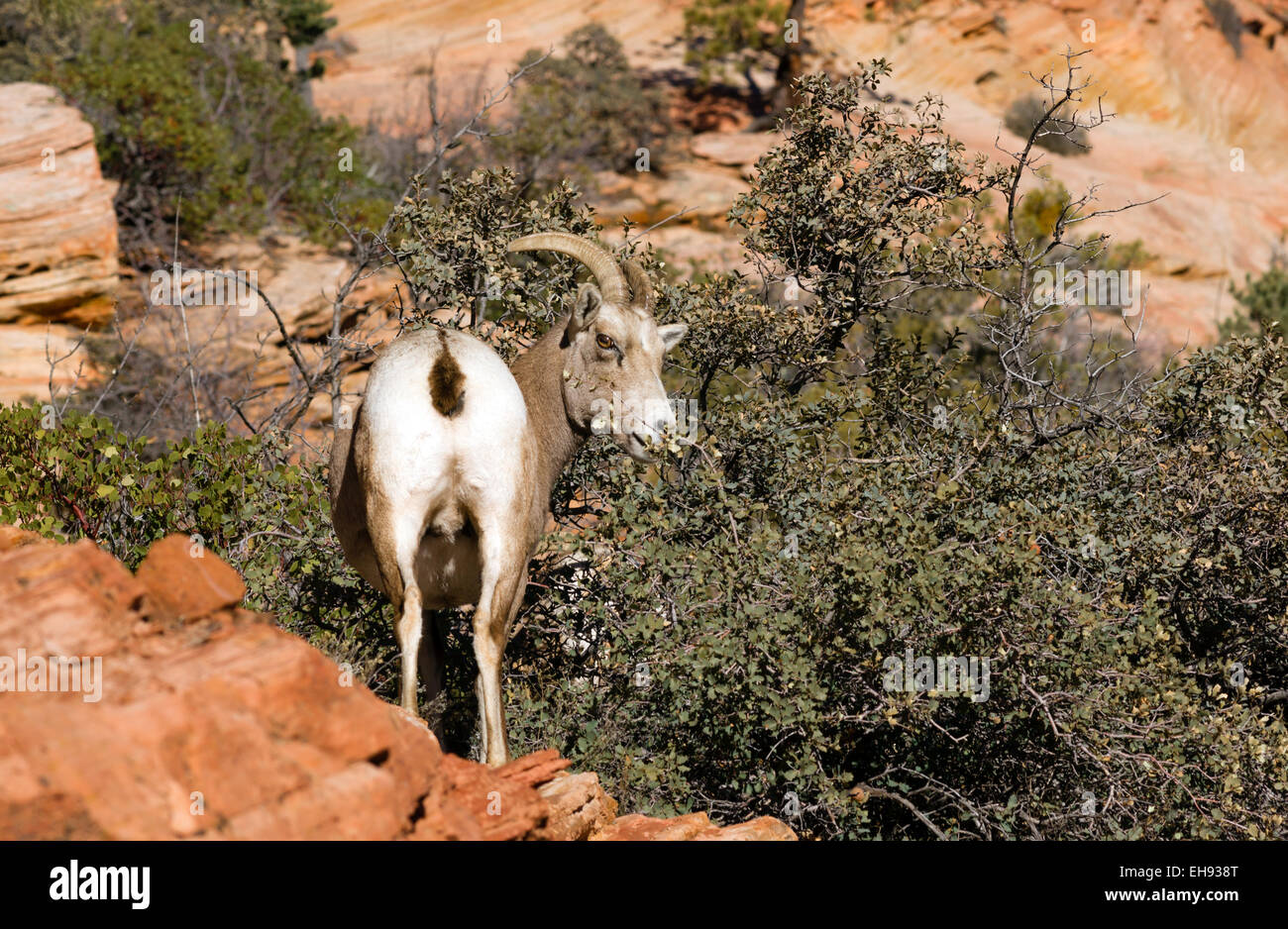 A mountain goat pair forages for food around the mountainside Stock ...