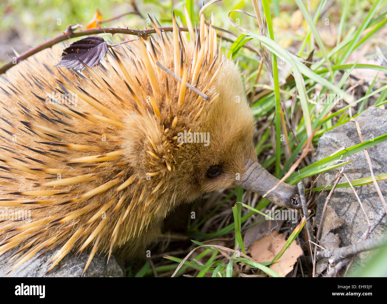 Short-beaked Echidna (Tachyglossus aculeatus), Tasmania, Australia ...