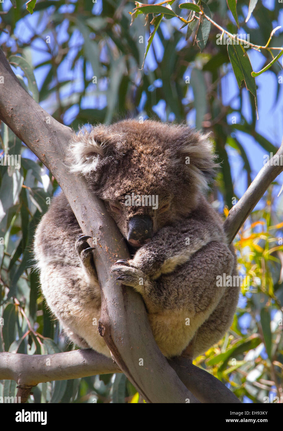 Koala (Phascolarctos cinereus) resting in a eucalyptus tree in the wild ...