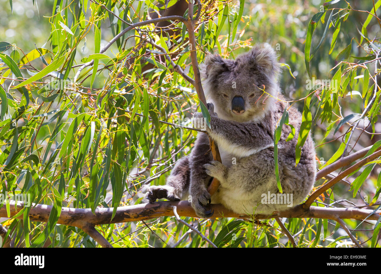 Koala (Phascolarctos cinereus) resting in a eucalyptus tree in the wild ...