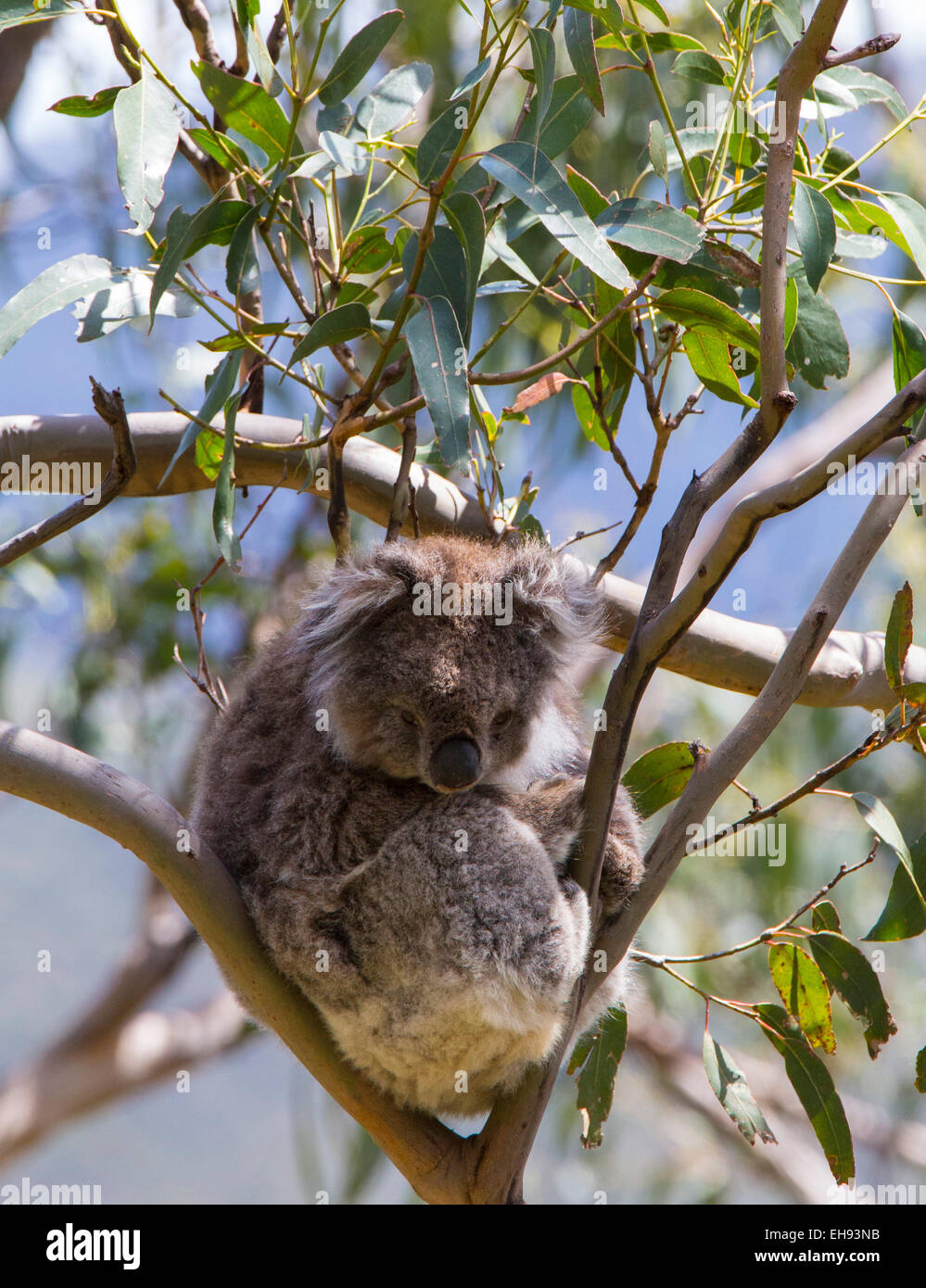Koala (Phascolarctos cinereus) resting in a eucalyptus tree in the wild ...