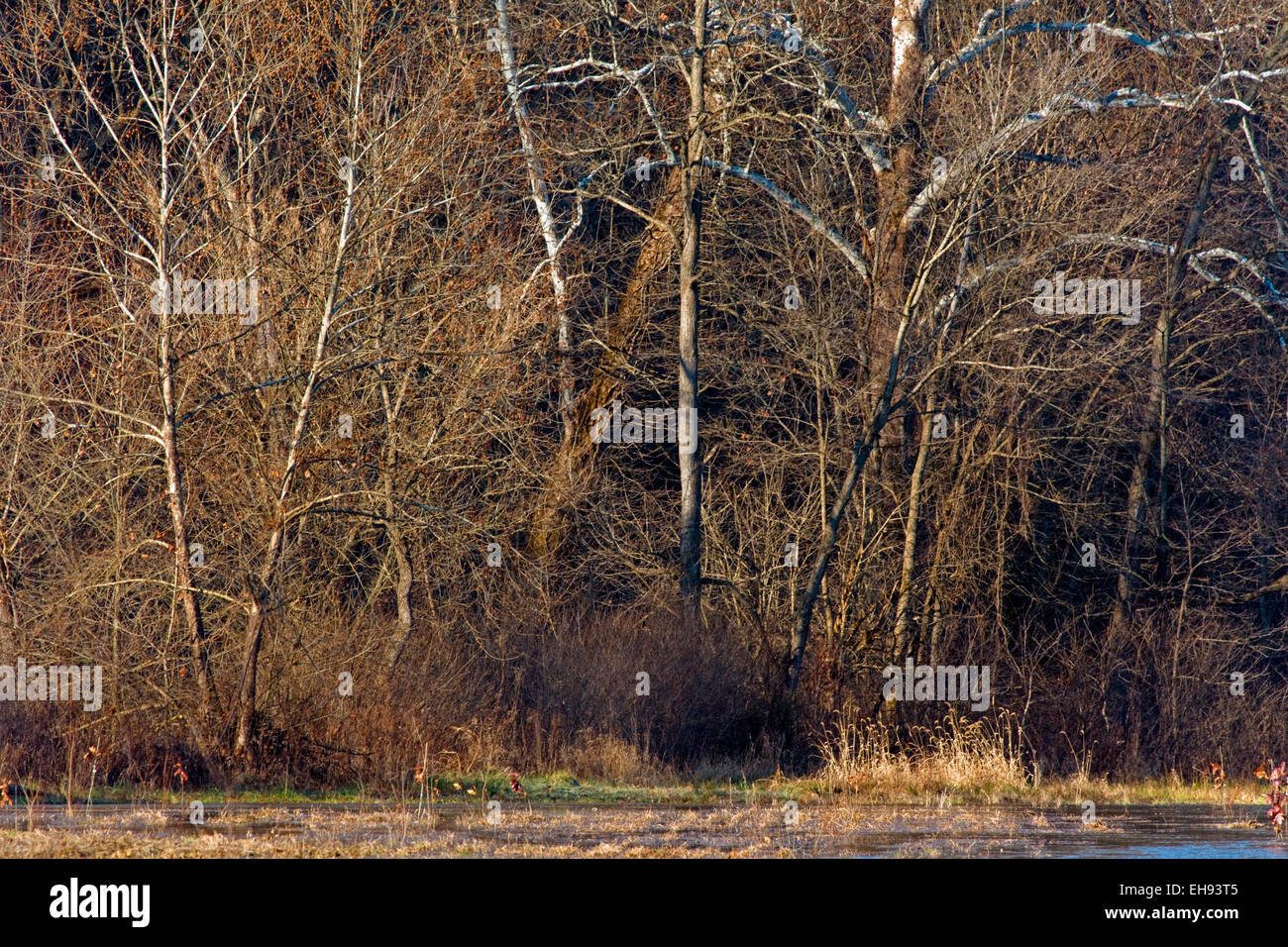 Scenic rural landscape of a tree line on the edge of a hill with a pond ...