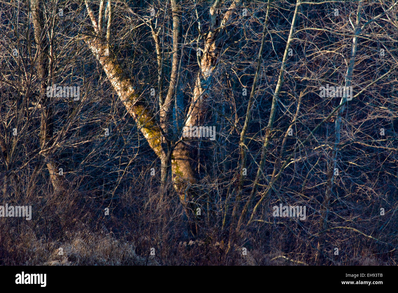 Wooded tree line hi-res stock photography and images - Alamy