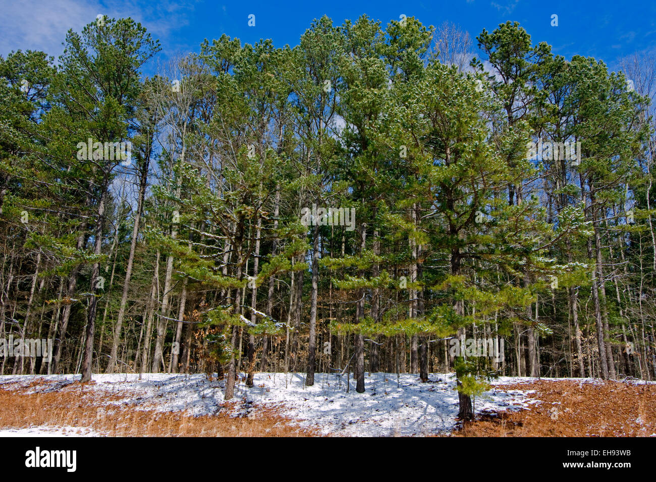 Hoosier national forest hi-res stock photography and images - Alamy