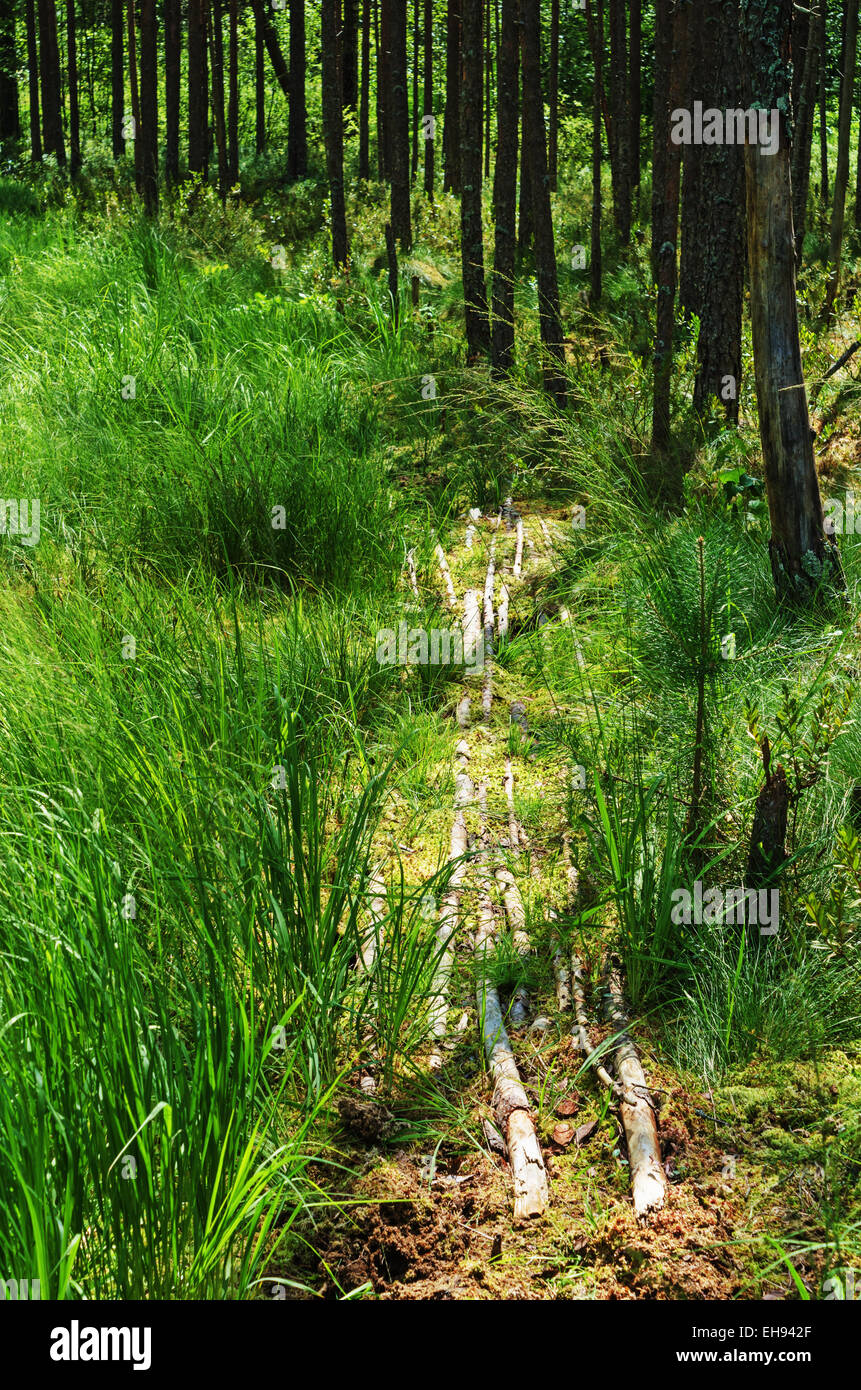 Path through tall dry grass hi-res stock photography and images - Alamy