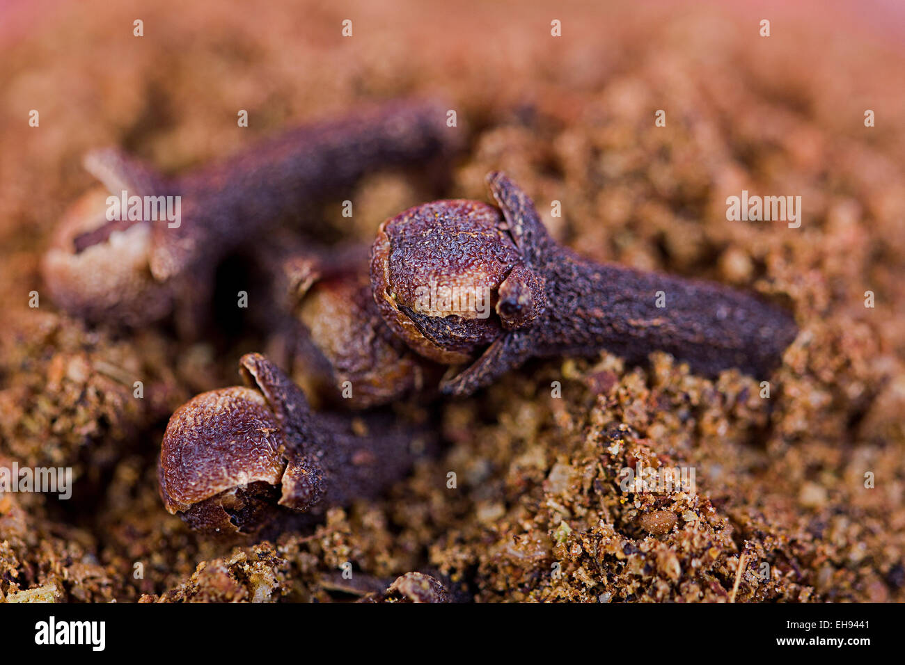 Fresh Clovel Powder Food and Nutrition Quality nobody Stock Photo - Alamy