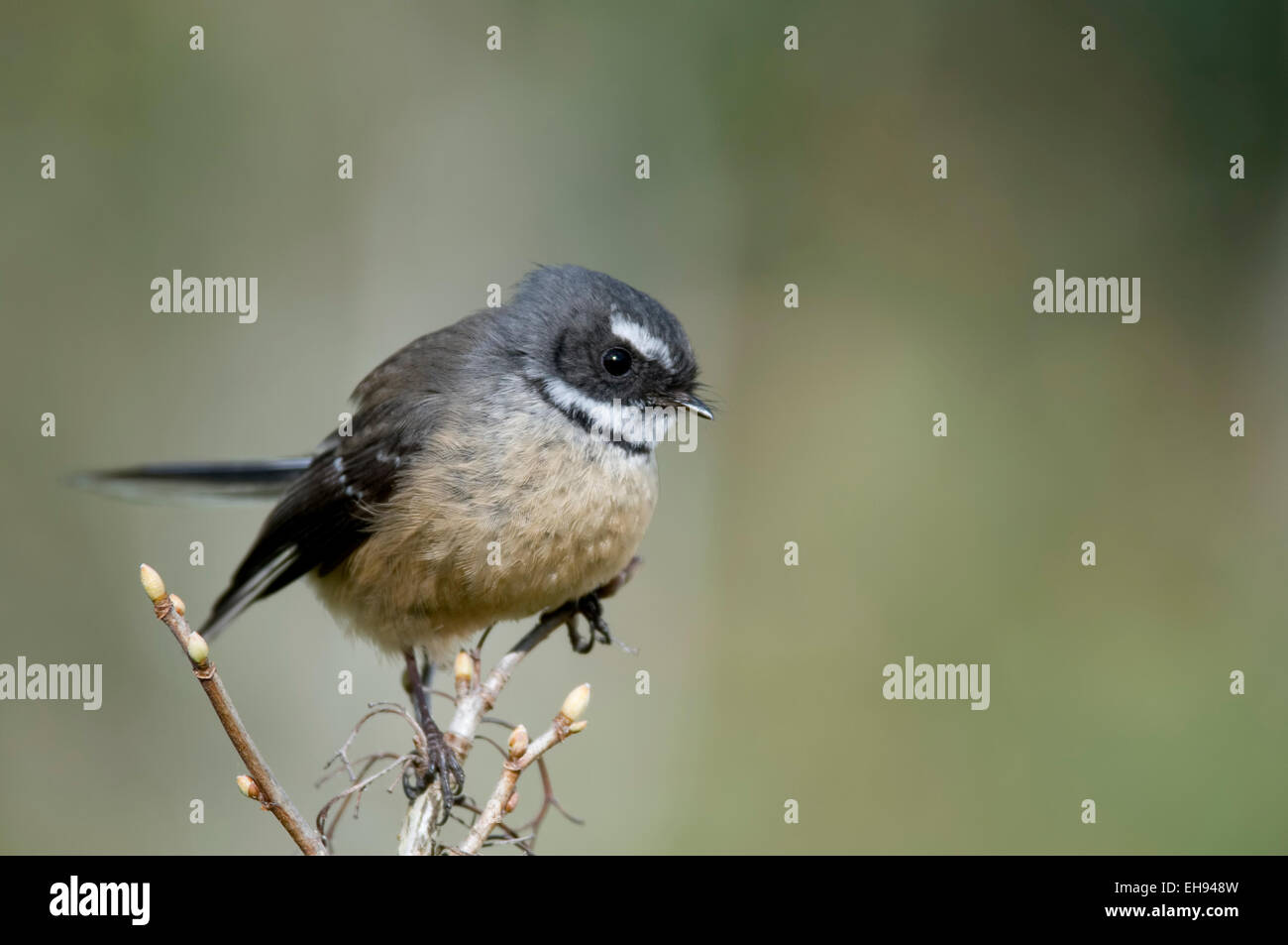 Little Bird sitting on twig Stock Photo - Alamy