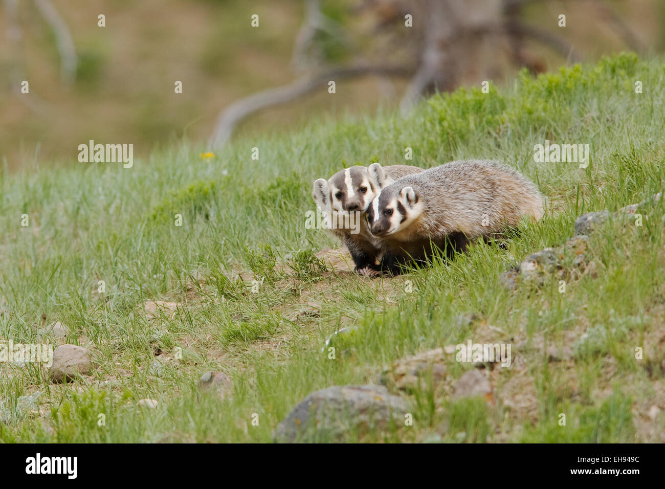 American badger (Taxidea taxus) mother with kit in Yellowstone National ...