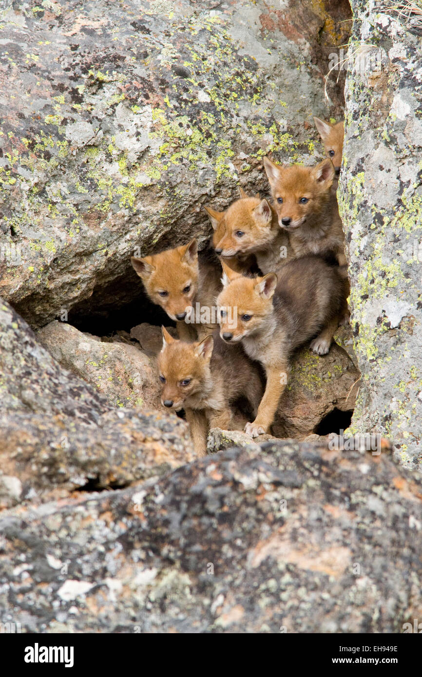 Coyote pups shelter hi-res stock photography and images - Alamy