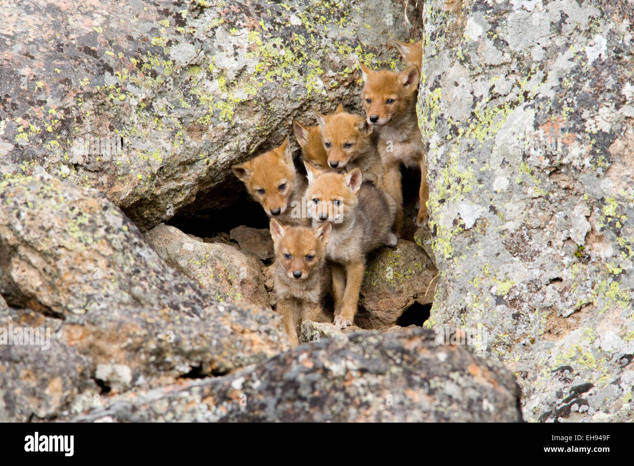 S Images Of A Coyote Den