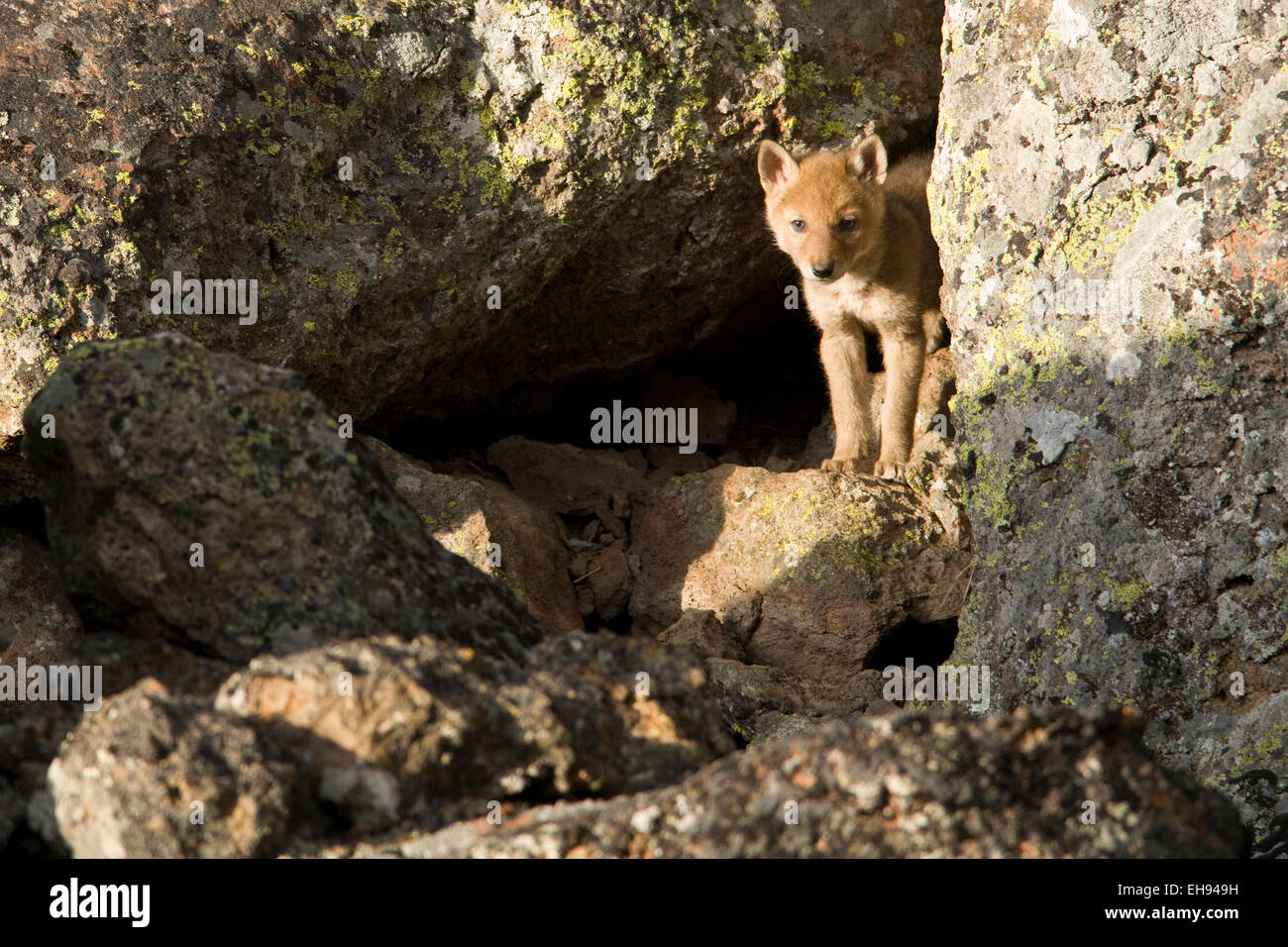 Coyote den hi-res stock photography and images - Alamy