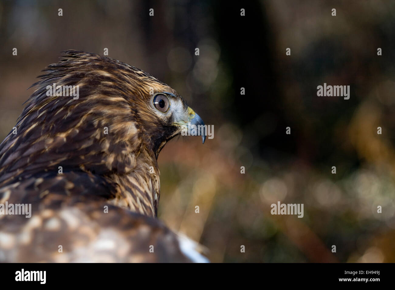 Red-tailed hawk (Buteo jamaicensis Stock Photo - Alamy