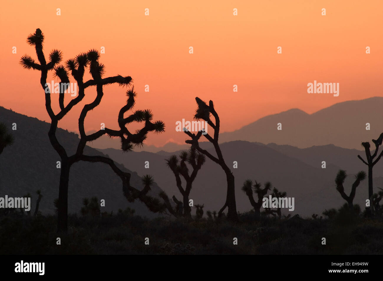 A scene just after sunset in Joshua Tree National Park, California ...