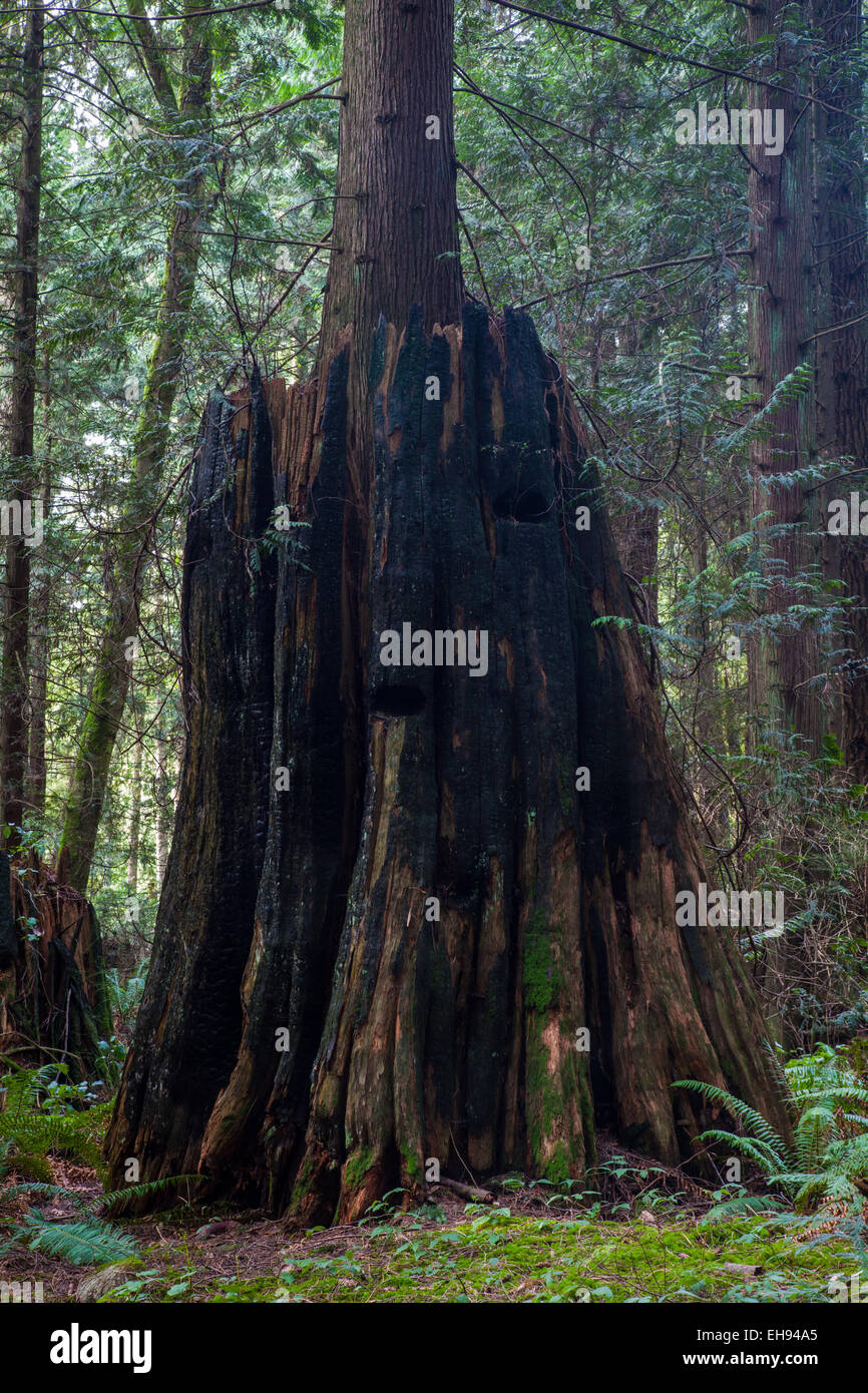 Cedar tree roots hi-res stock photography and images - Alamy