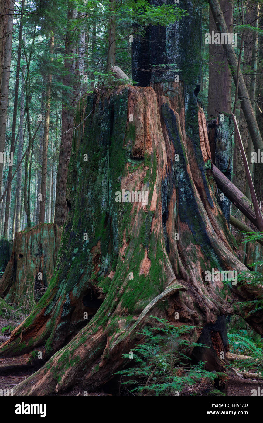 Remnants of an old tree stump which has given sustenance to new growth ...