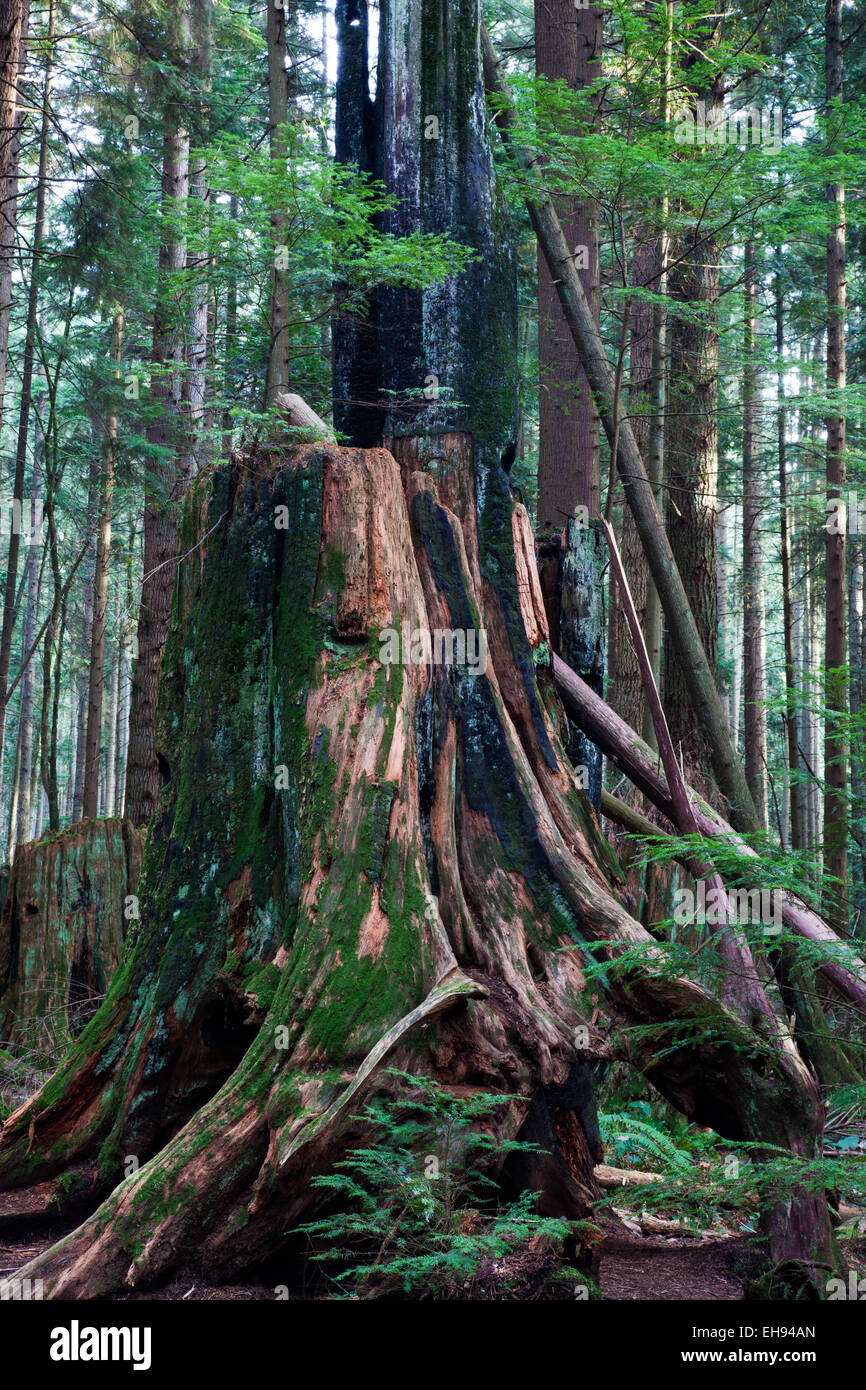Remnants of an old tree stump which has given sustenance to new growth ...