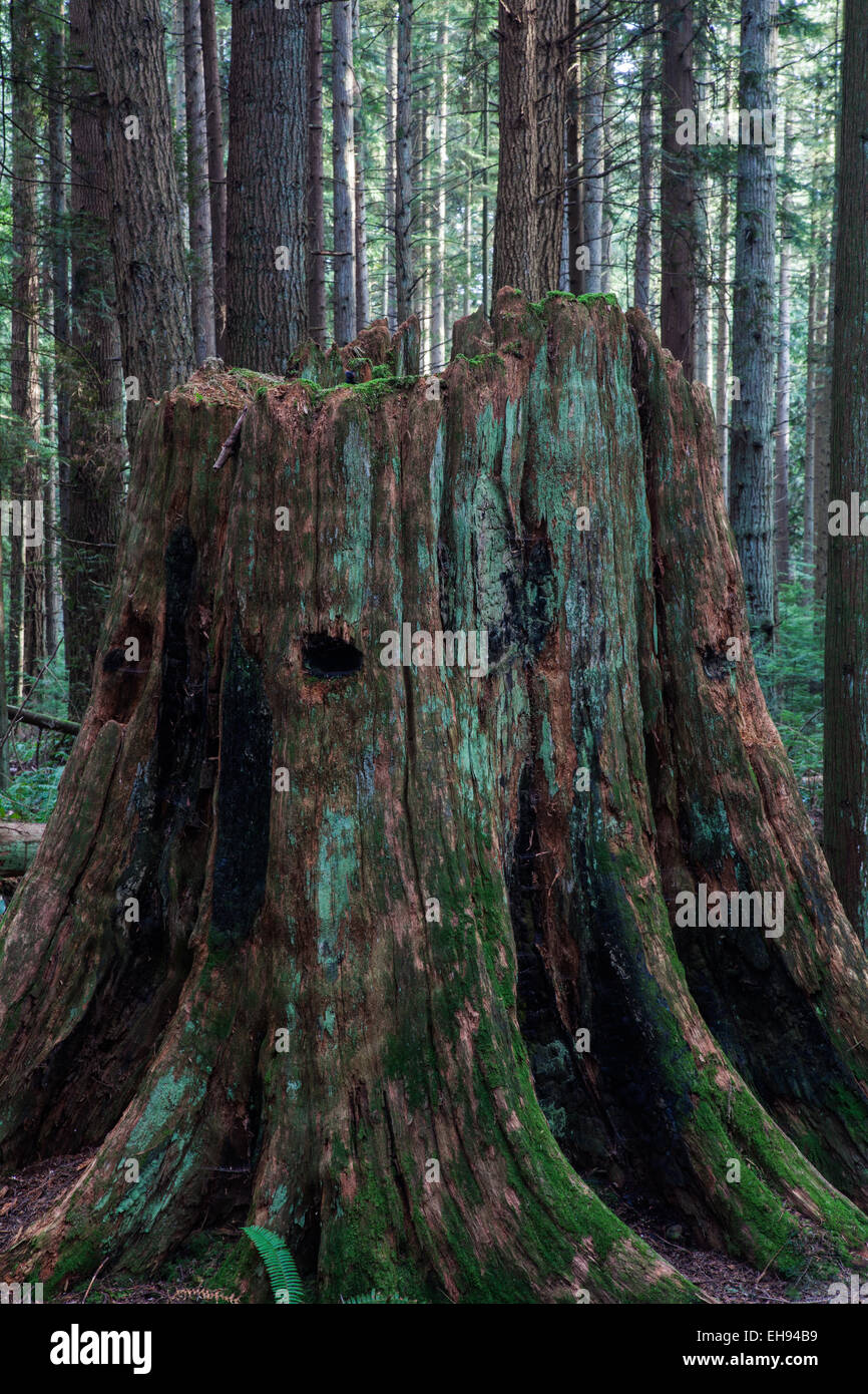 Decomposing Western Red Cedar stump with logging notches evident for ...
