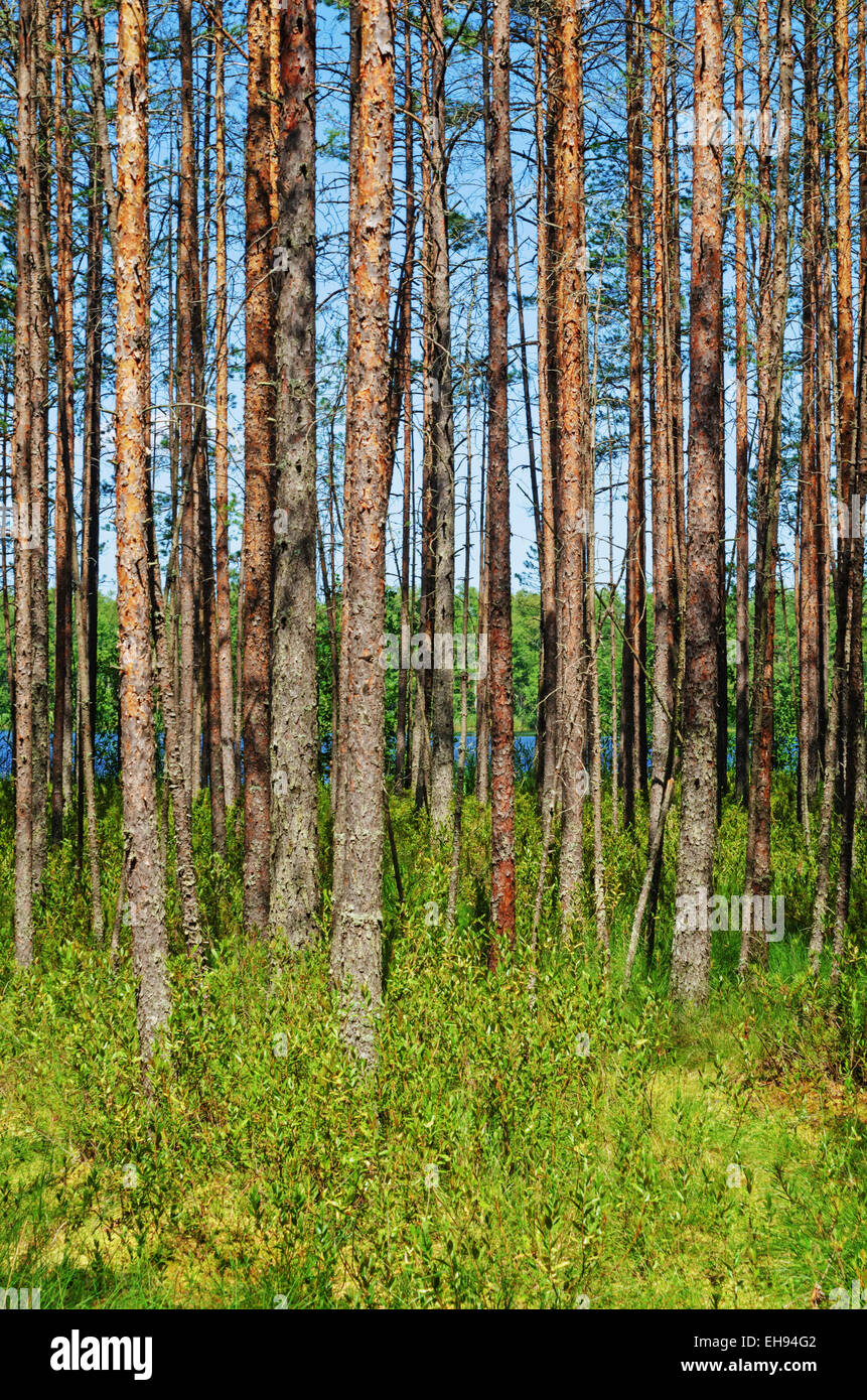 Sunlight pine forest landscape. The forest lake behind trees Stock ...