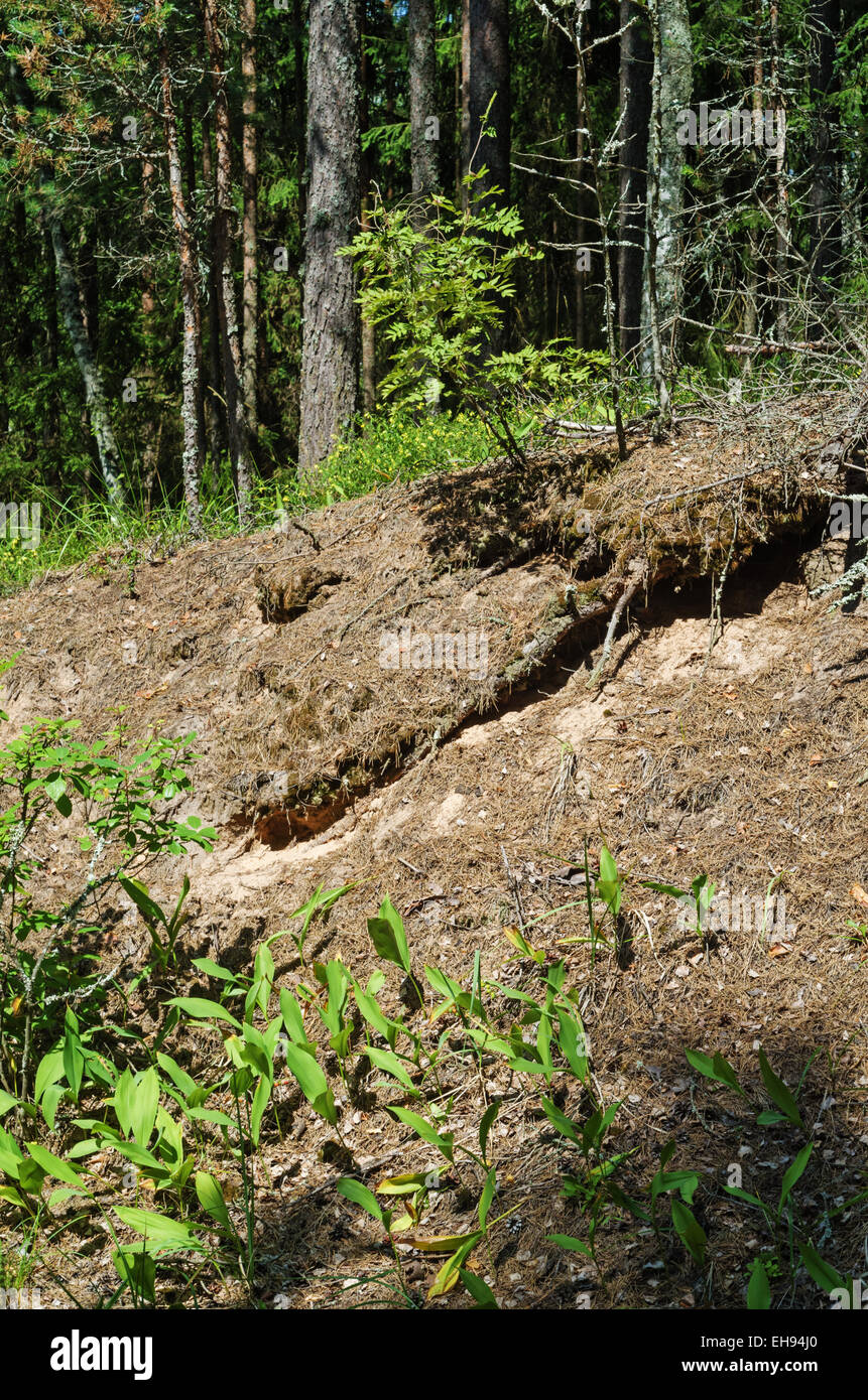 Forest landscape with lily of valleys and young mountain ash tree Stock ...