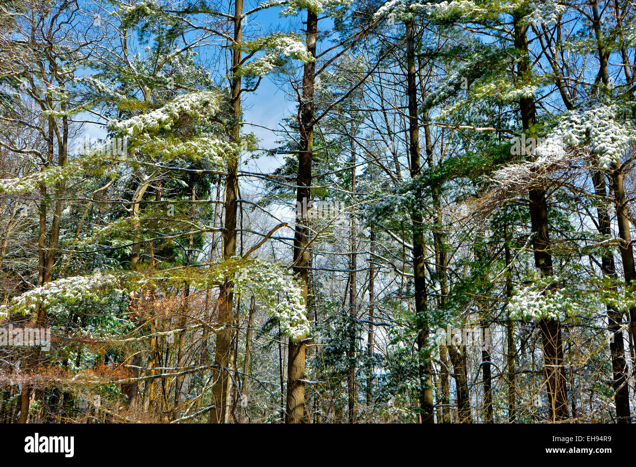 Trees in the snow inside the Hoosier National Forest in Indiana, USA ...