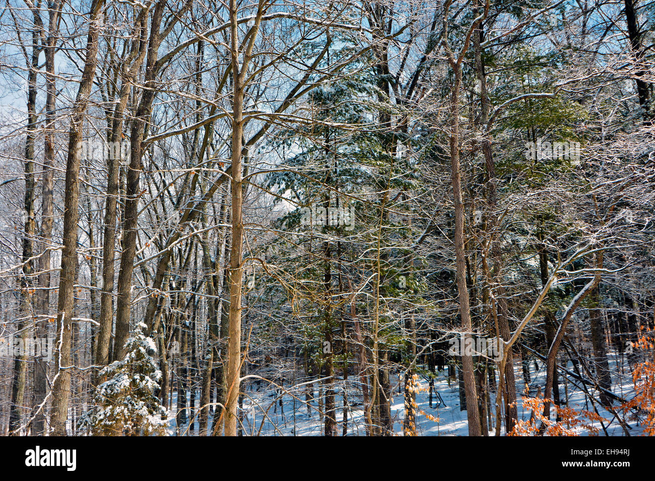 Trees in the snow inside the Hoosier National Forest in Indiana, USA ...