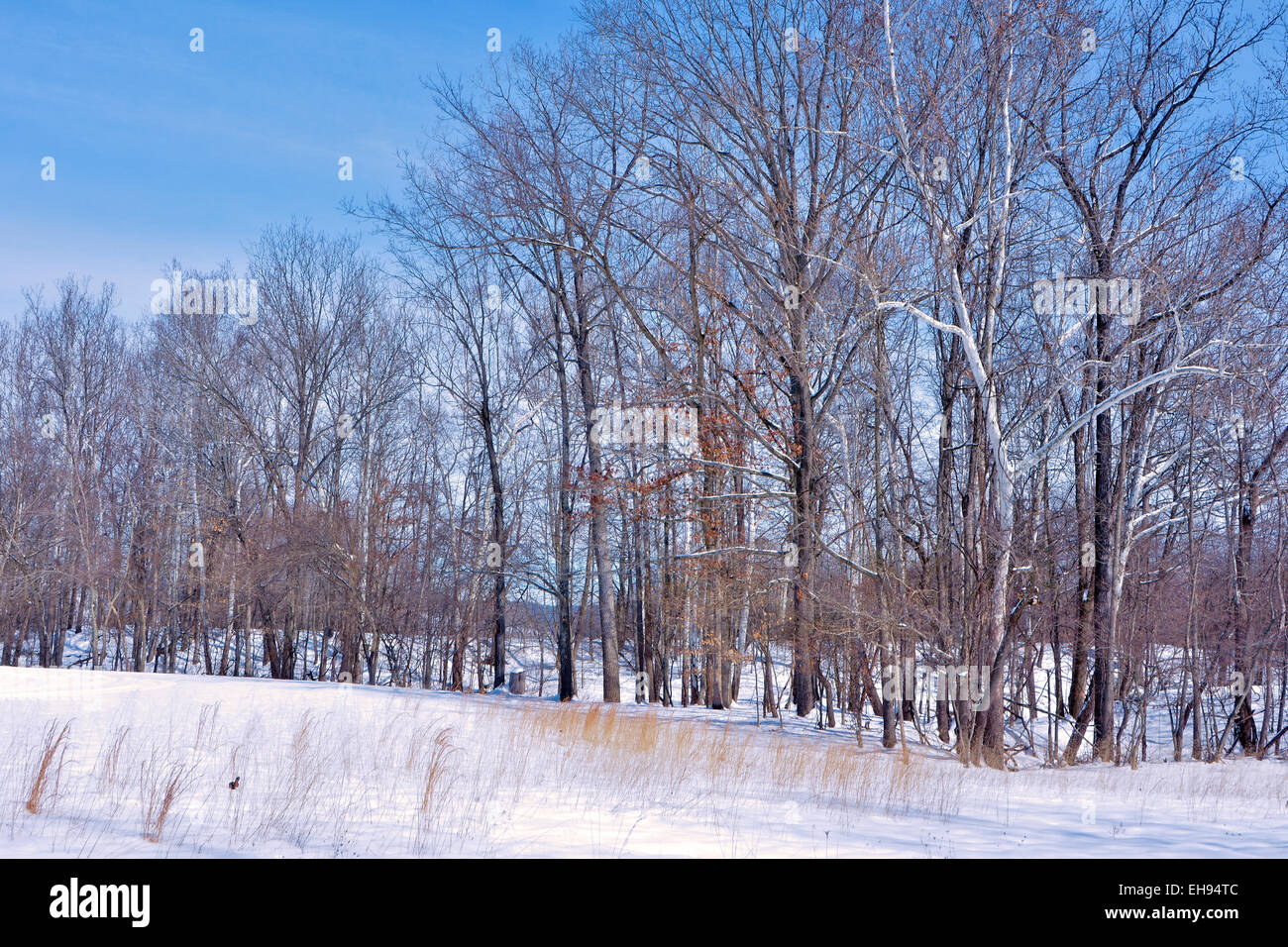 Sycamore stump indiana hi-res stock photography and images - Alamy