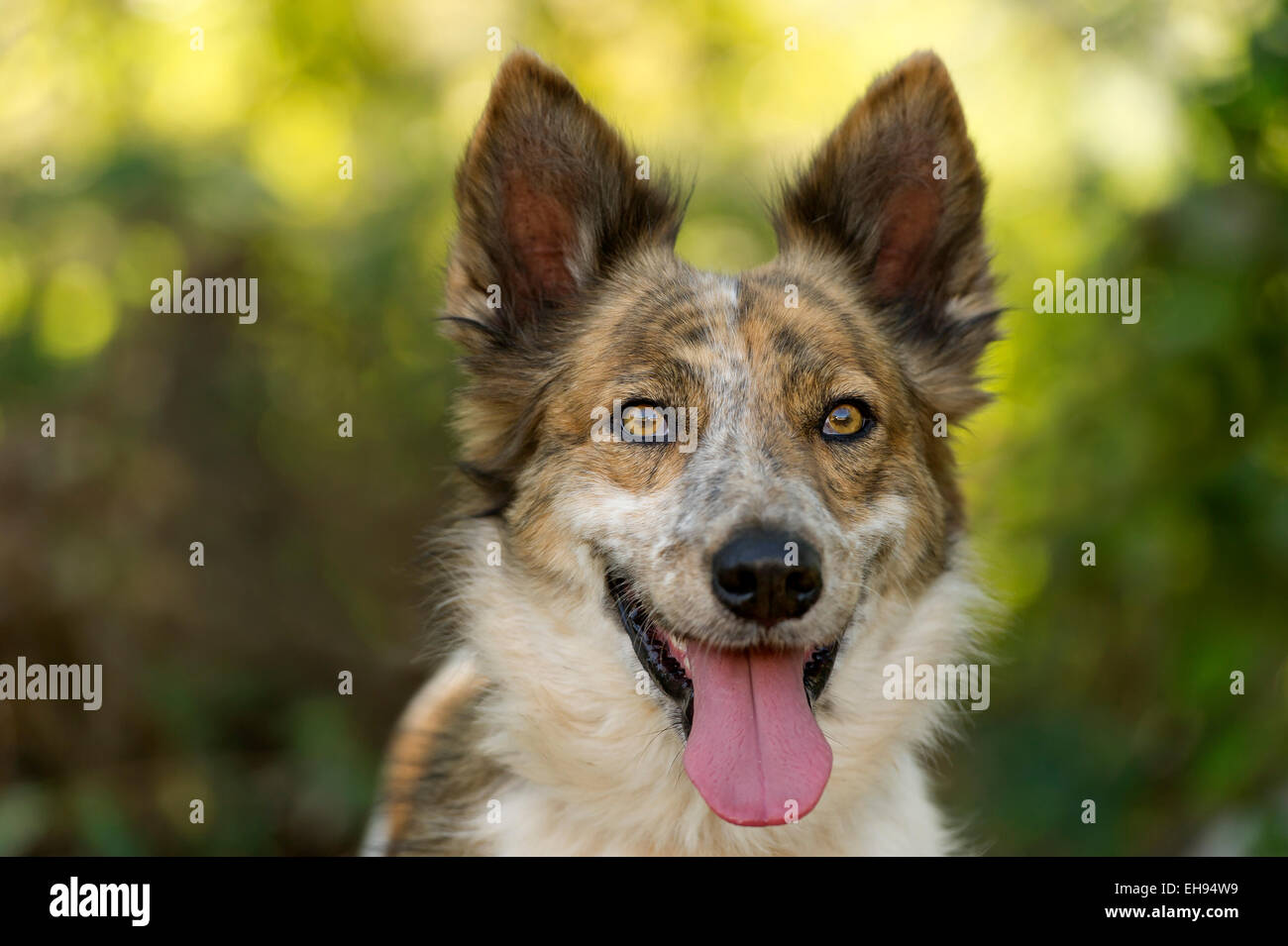 A happy and beautiful Collie has brilliant colorful eyes Stock Photo ...