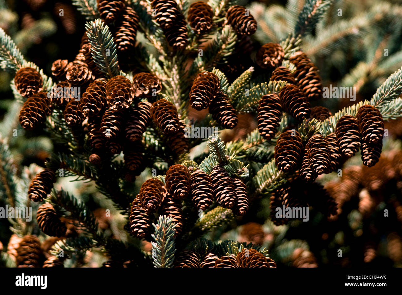 Pine cone seeds hang from an evergreen tree Stock Photo - Alamy