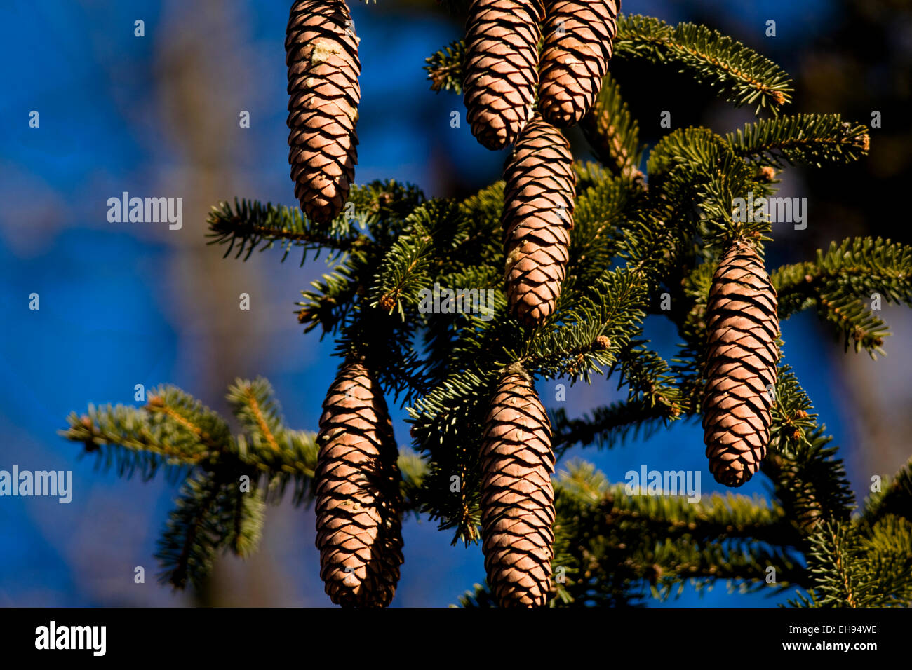 Pine cone seeds hi-res stock photography and images - Alamy