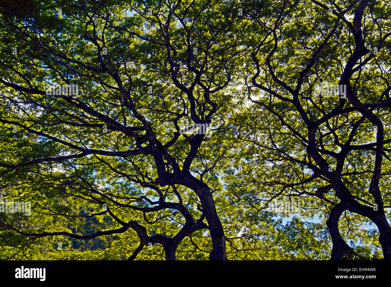 A wide angle view up into the tree tops that branches of each seem to ...