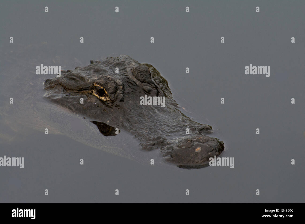U s s alligator hi-res stock photography and images - Alamy