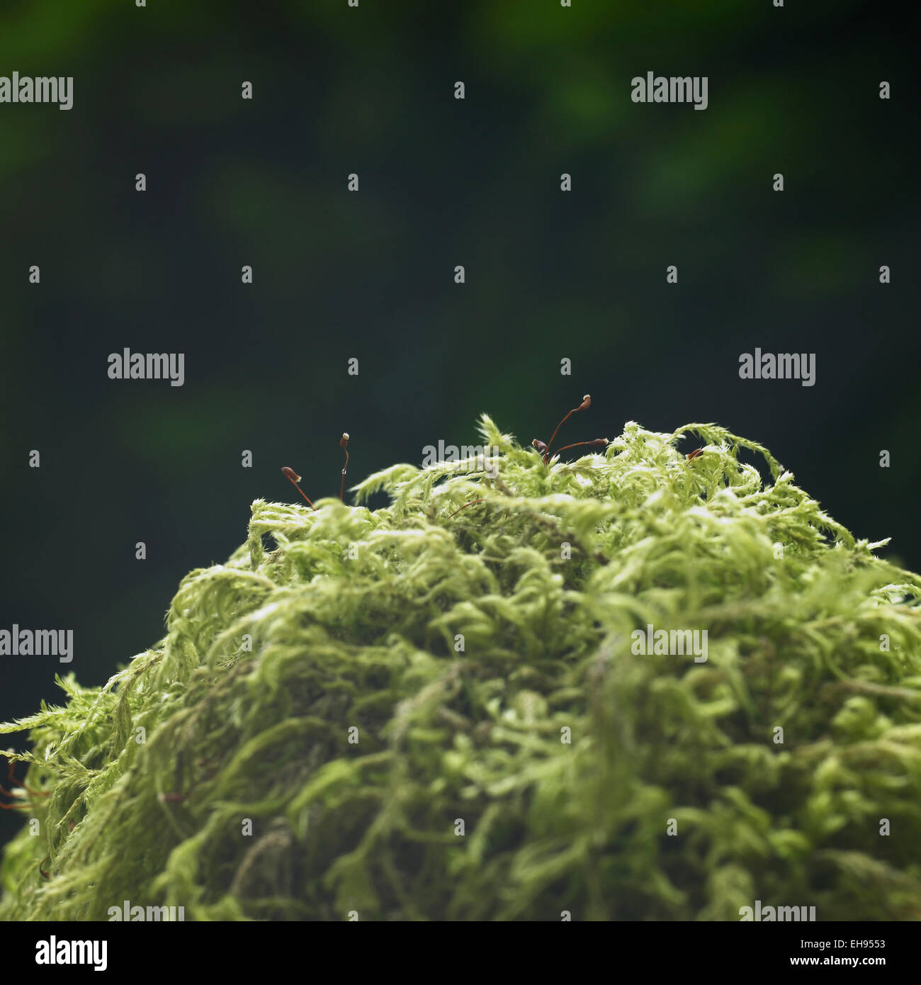 dry ball of green moss Stock Photo - Alamy